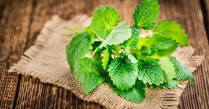 La Mélisse - La grande Alliée de la sphère digestive - Natur-Aum